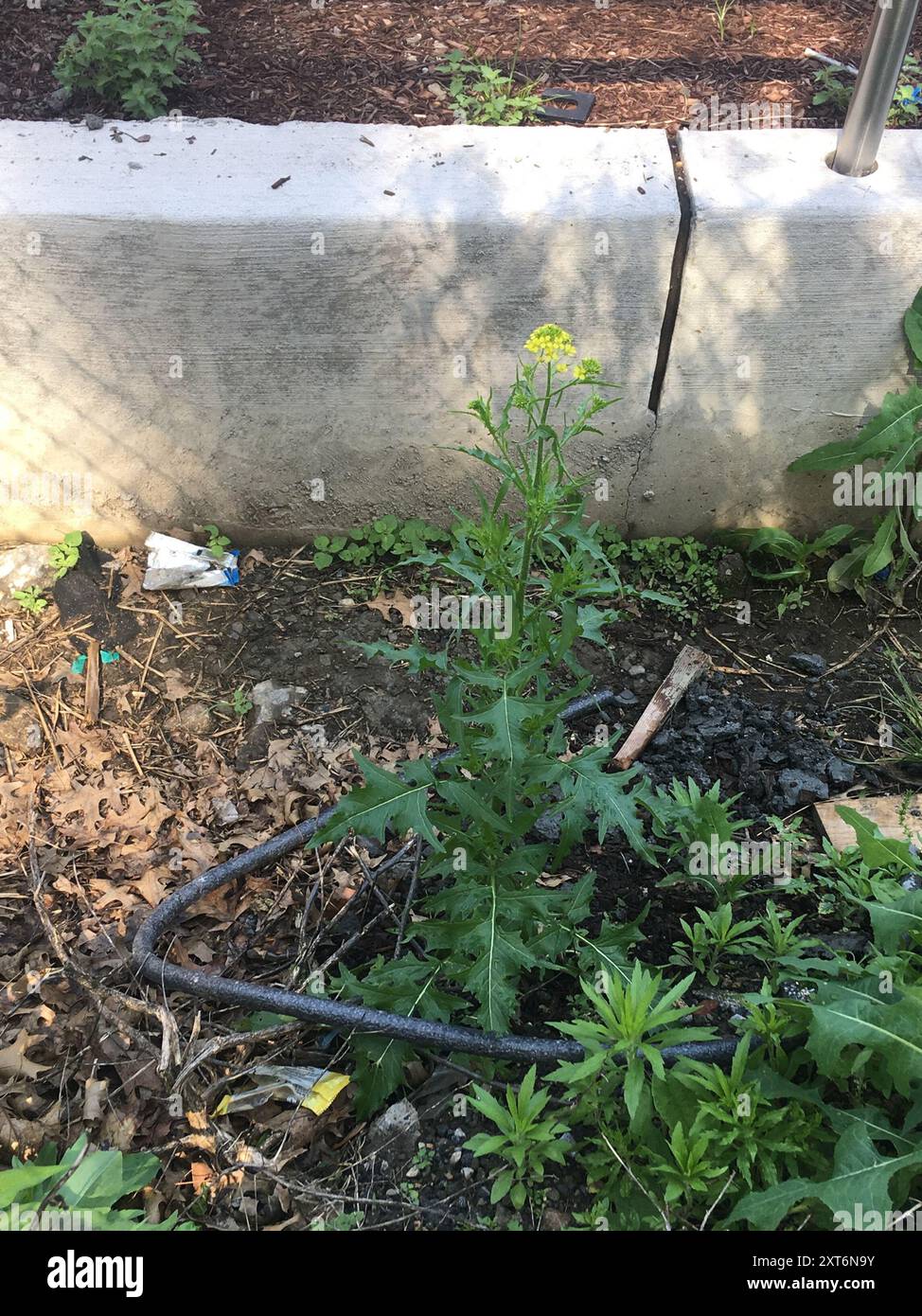 False London-rocket (Sisymbrium loeselii) Plantae Stock Photo - Alamy