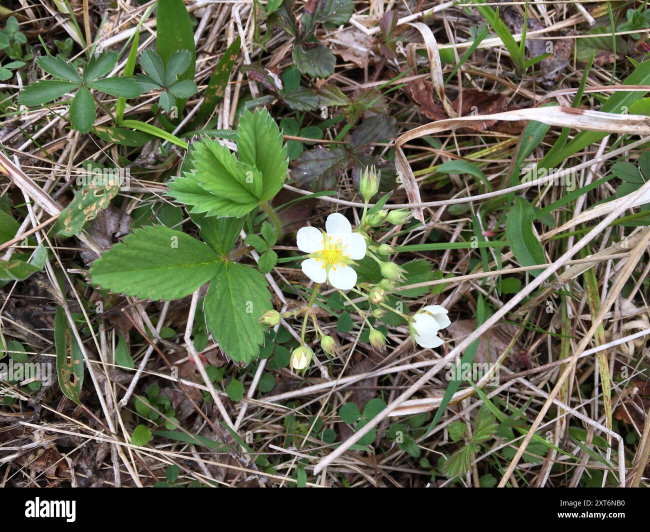 Virginia strawberry (Fragaria virginiana) Plantae Stock Photo - Alamy
