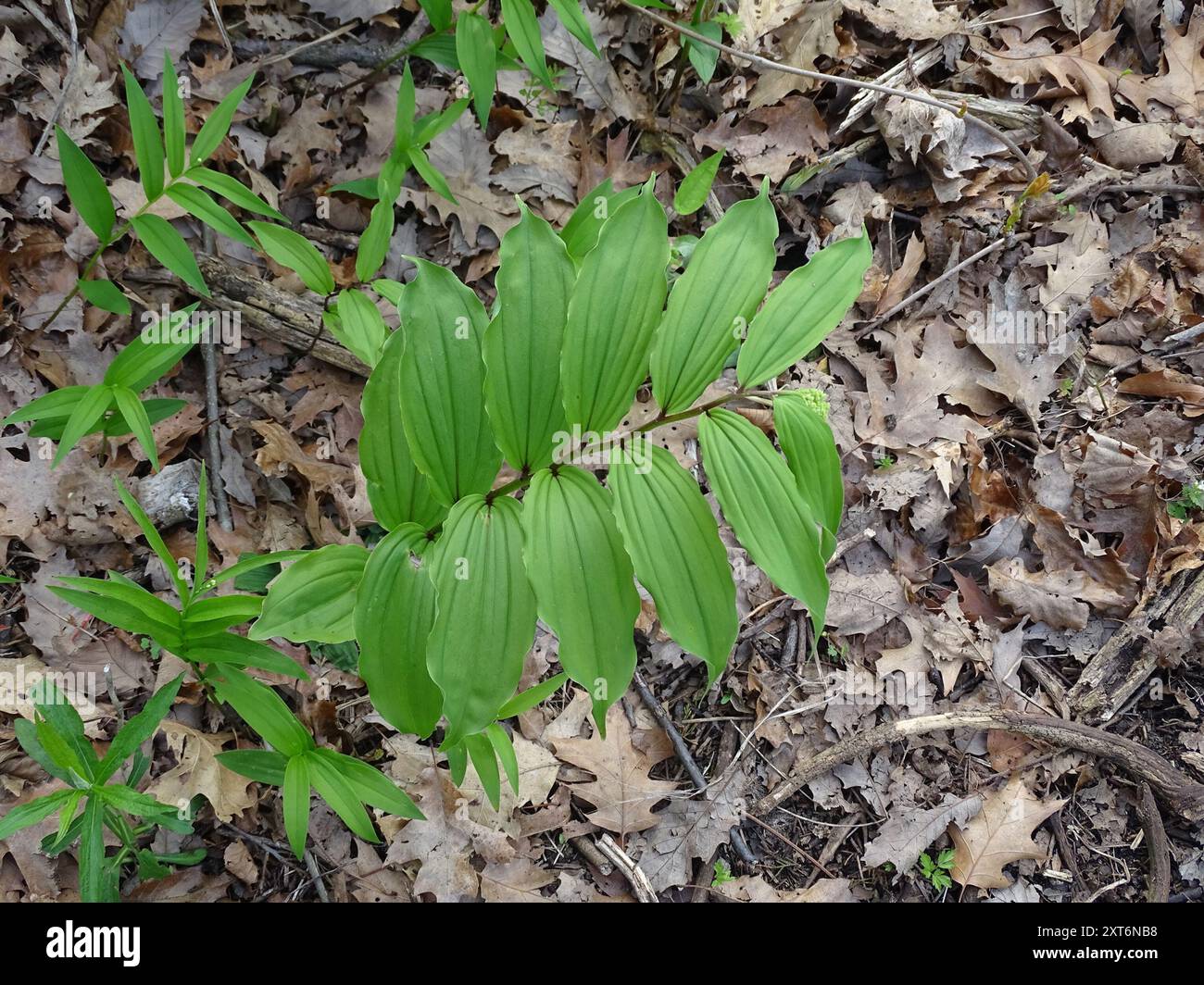 monocots (Liliopsida) Plantae Stock Photo - Alamy