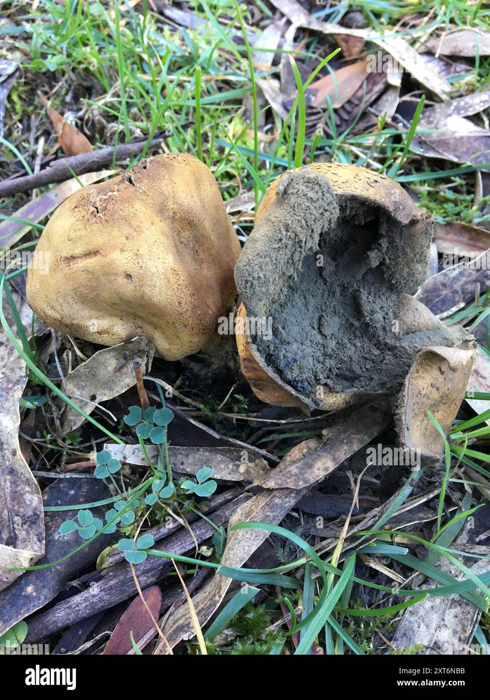 Onion Earthball (Scleroderma cepa) Fungi Stock Photo - Alamy