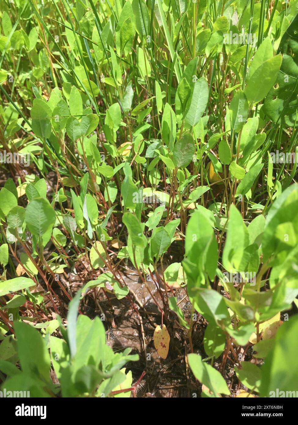arrow-leaved tearthumb (Persicaria sagittata) Plantae Stock Photo - Alamy
