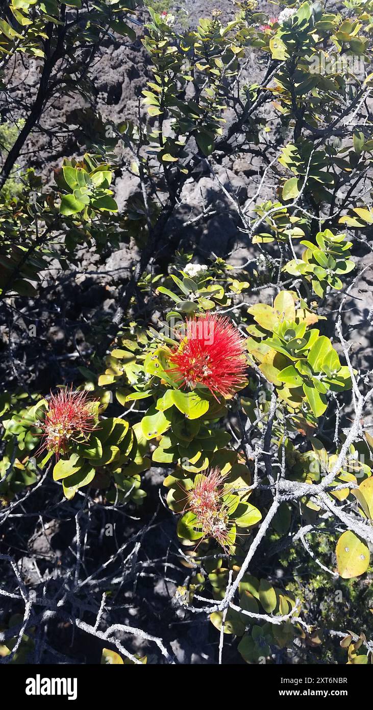 ʻŌhiʻa Lehua (Metrosideros polymorpha) Plantae Stock Photo - Alamy