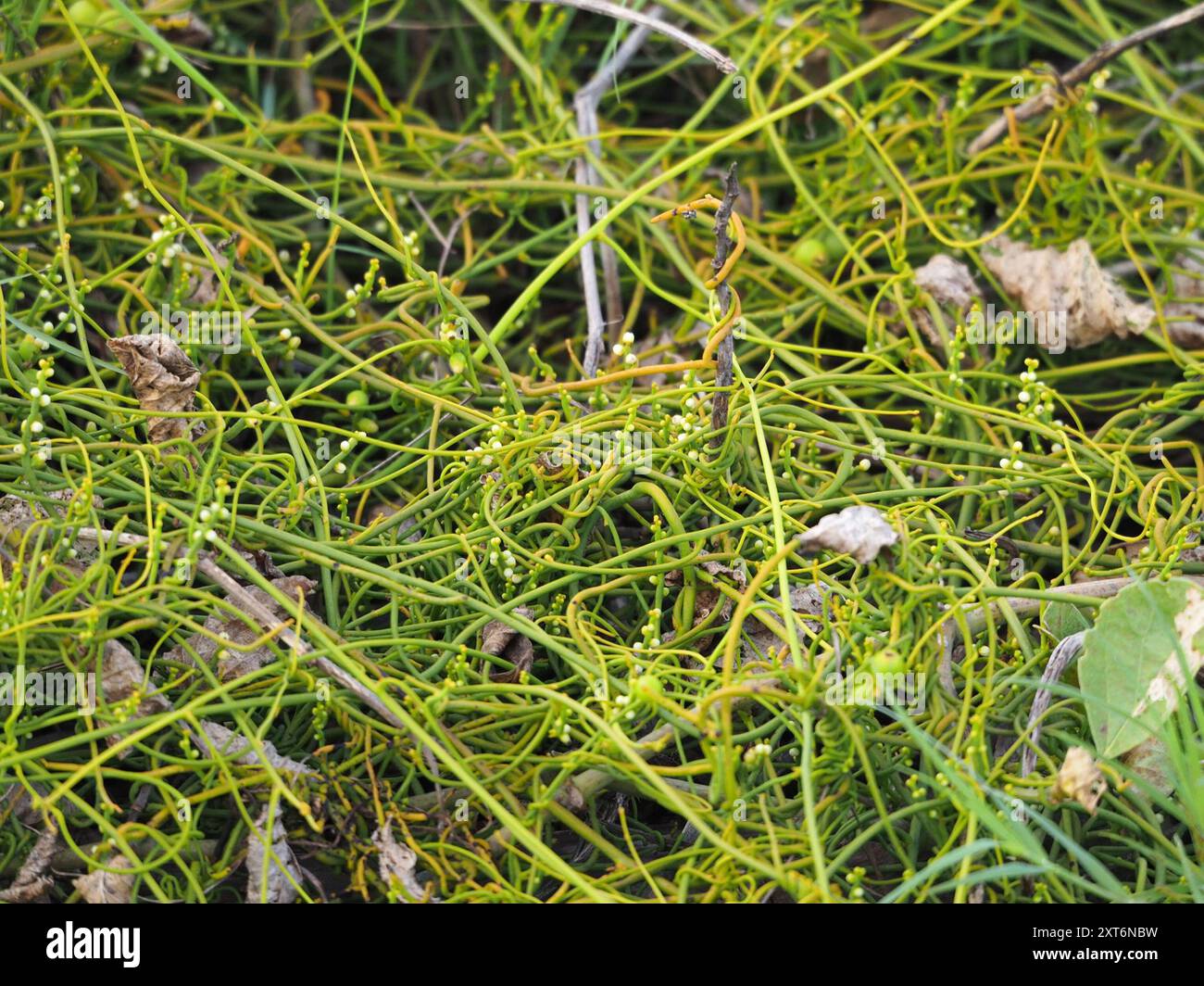 laurel dodder (Cassytha filiformis) Plantae Stock Photo - Alamy