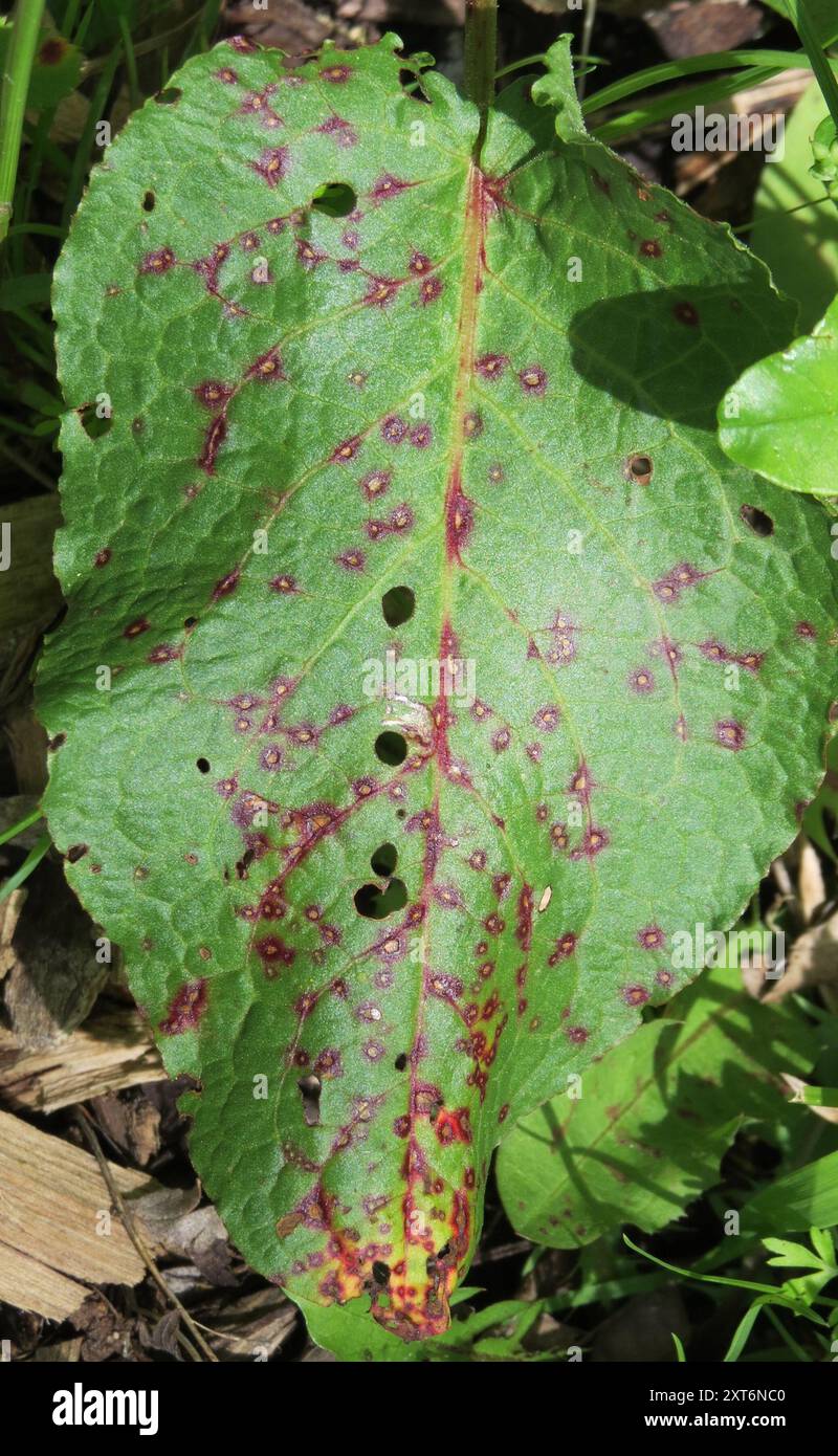 Red Dock Spot (Ramularia rubella) Fungi Stock Photo - Alamy