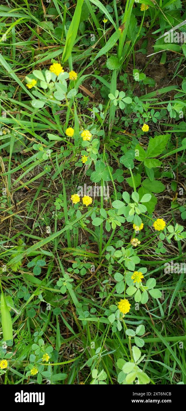 hop trefoil (Trifolium campestre) Plantae Stock Photo - Alamy