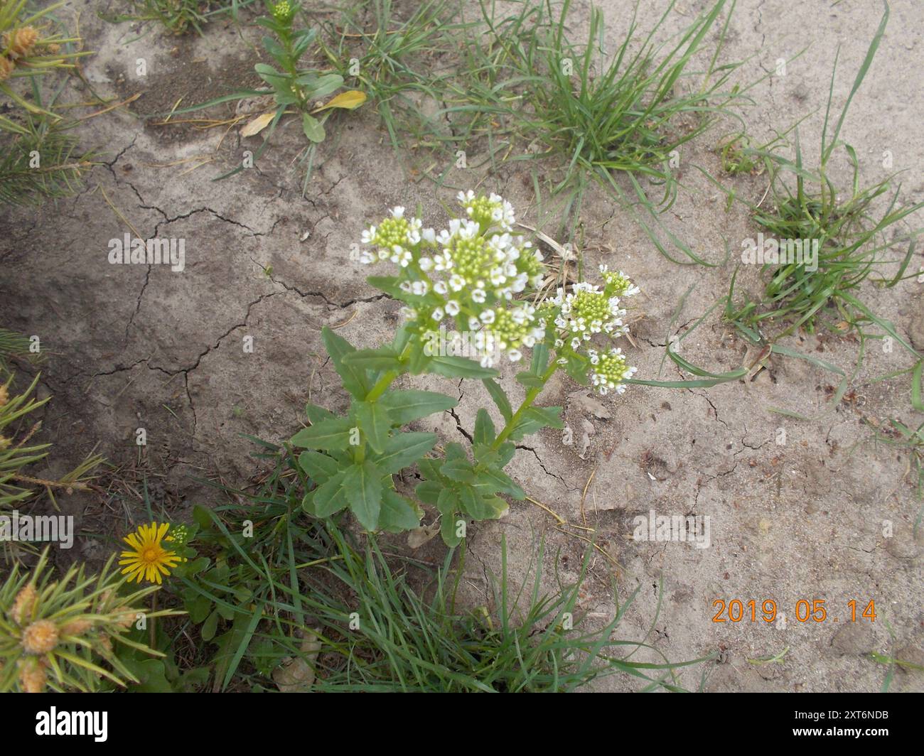 field peppergrass (Lepidium campestre) Plantae Stock Photo - Alamy
