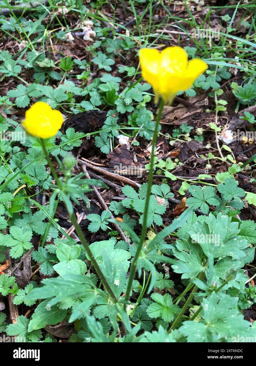 bulbous buttercup (Ranunculus bulbosus) Plantae Stock Photo - Alamy