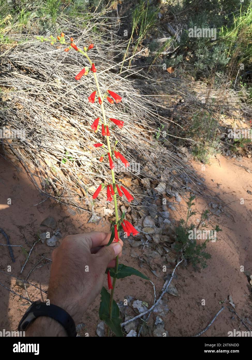 firecracker penstemon (Penstemon eatonii) Plantae Stock Photo - Alamy