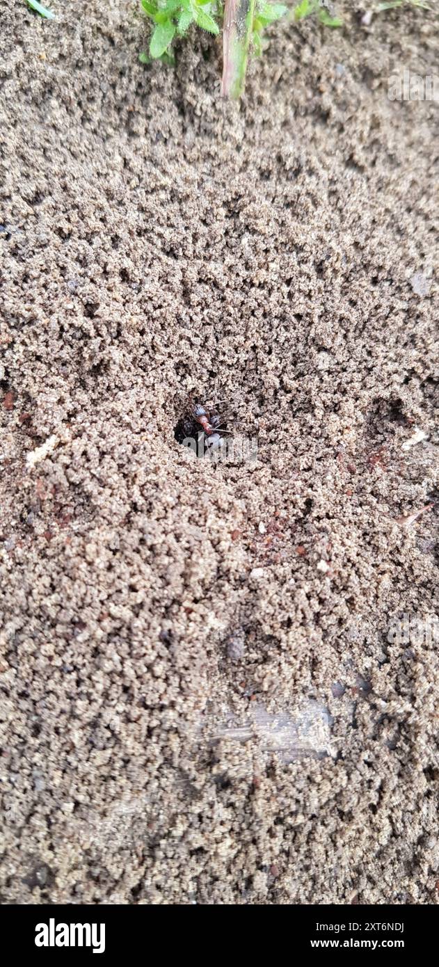 Wood, Mound, and Field Ants (Formica) Insecta Stock Photo - Alamy