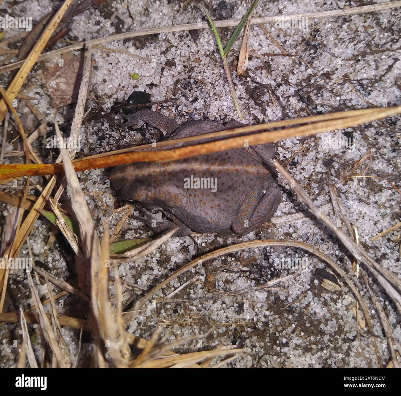 Oak Toad (Anaxyrus quercicus) Amphibia Stock Photo - Alamy