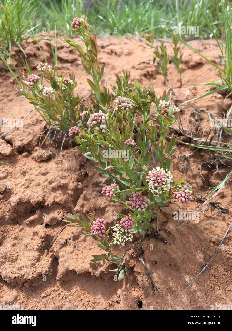 bastard toadflax (Comandra umbellata) Plantae Stock Photo - Alamy