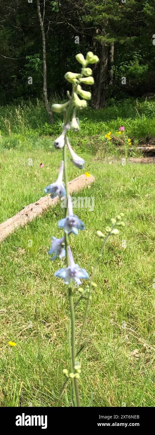 Wild Blue Larkspur (Delphinium carolinianum) Plantae Stock Photo - Alamy