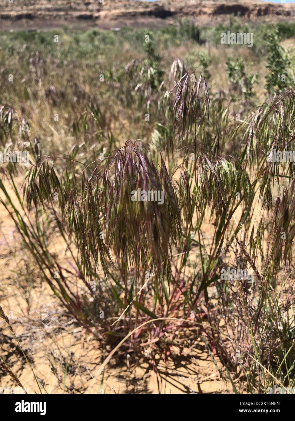 Cheatgrass (Bromus tectorum) Plantae Stock Photo - Alamy