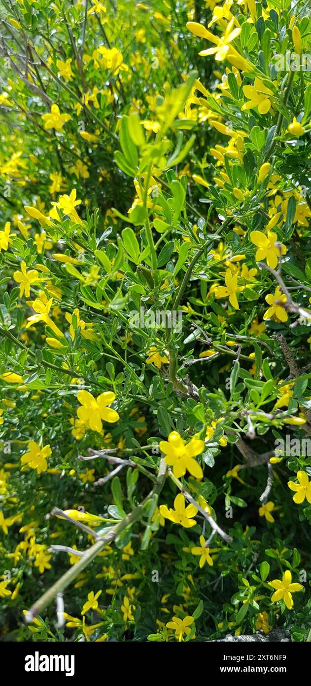 Wild Jasmine (Chrysojasminum fruticans) Plantae Stock Photo - Alamy