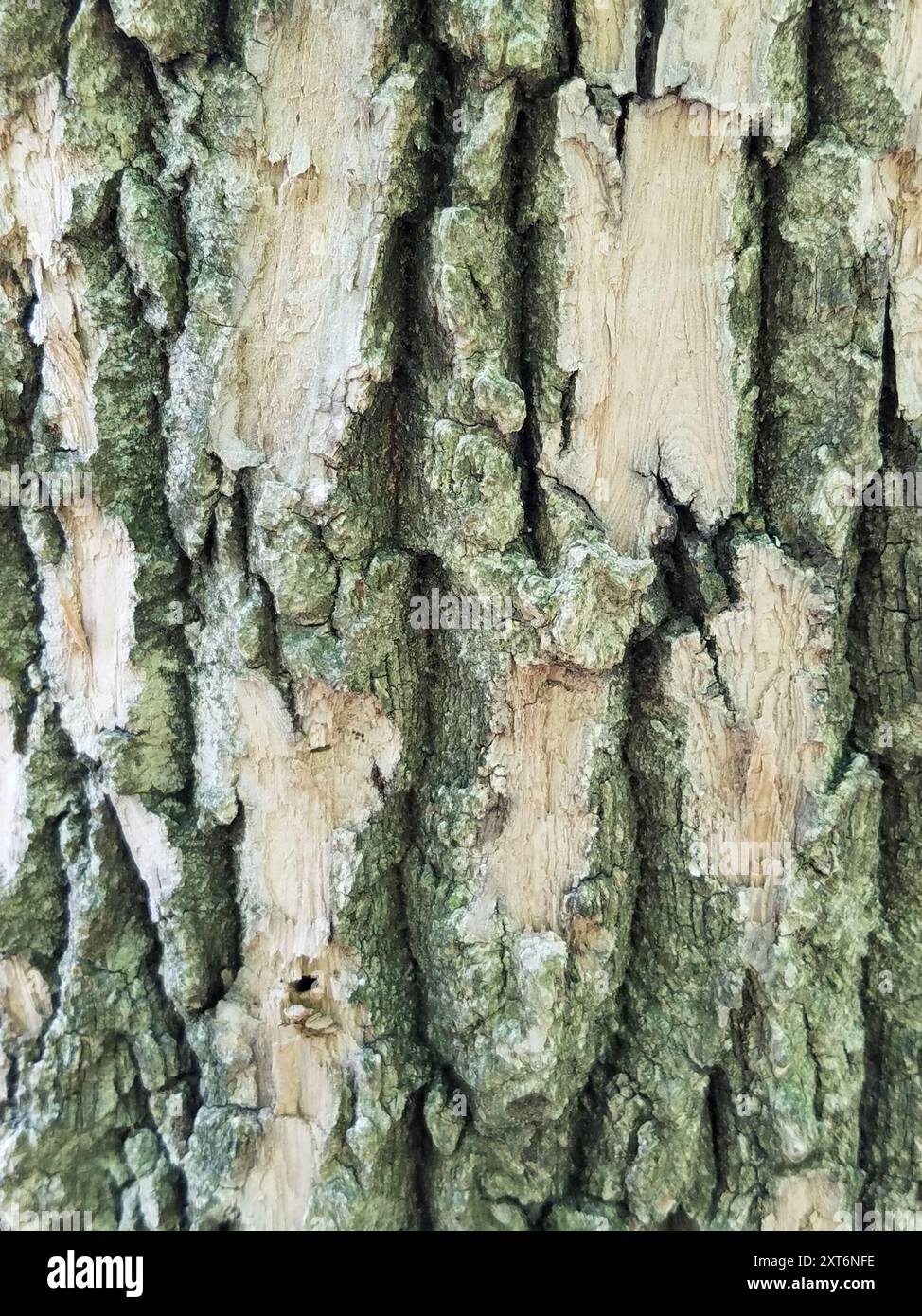 Emerald Ash Borer (Agrilus planipennis) Insecta Stock Photo - Alamy