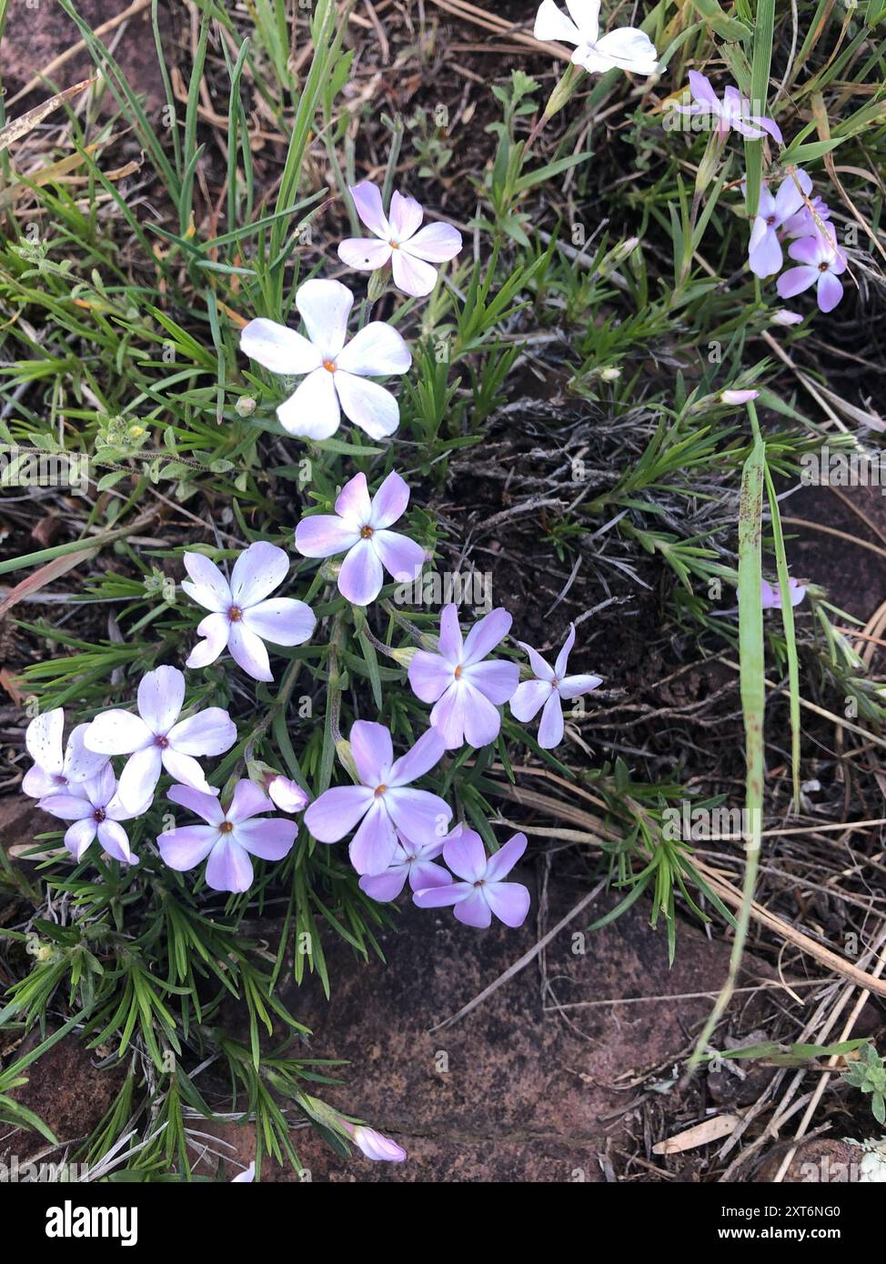 flowery phlox (Phlox multiflora) Plantae Stock Photo - Alamy
