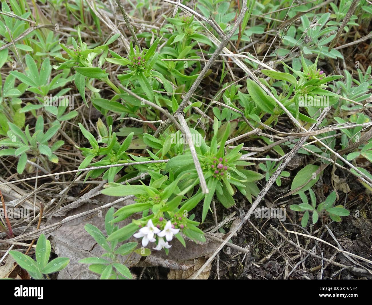 long-leaved bluets (Houstonia longifolia) Plantae Stock Photo - Alamy