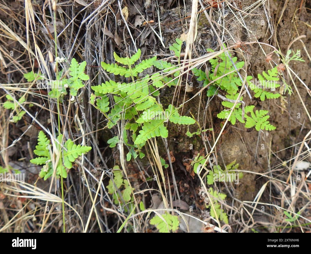 goldback fern (Pentagramma triangularis) Plantae Stock Photo - Alamy
