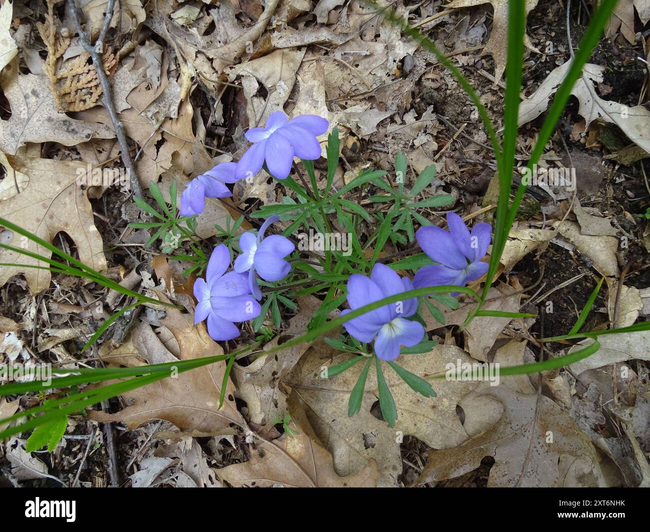 bird's foot violet (Viola pedata) Plantae Stock Photo - Alamy