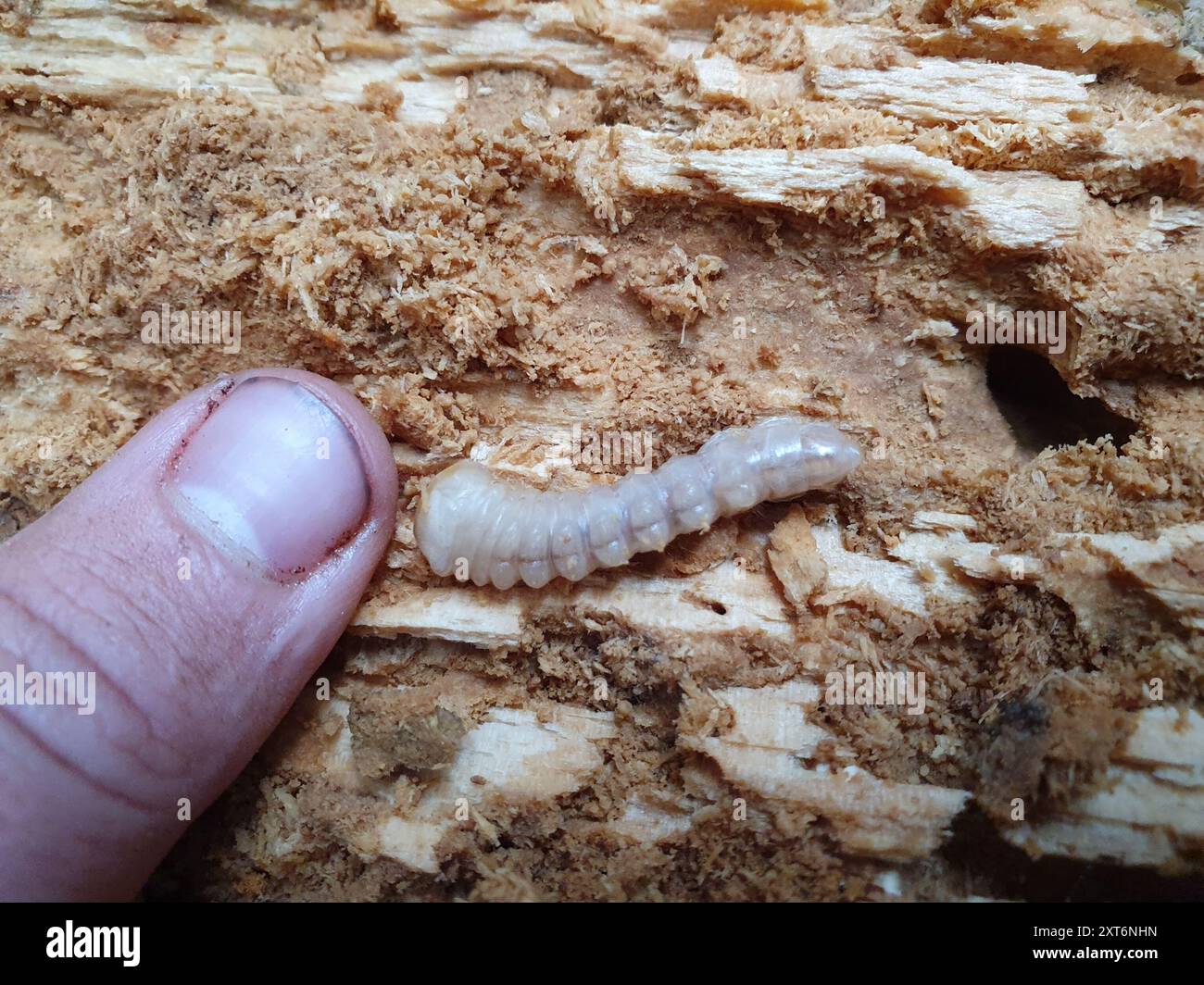 Huhu (Prionoplus reticularis) Insecta Stock Photo - Alamy