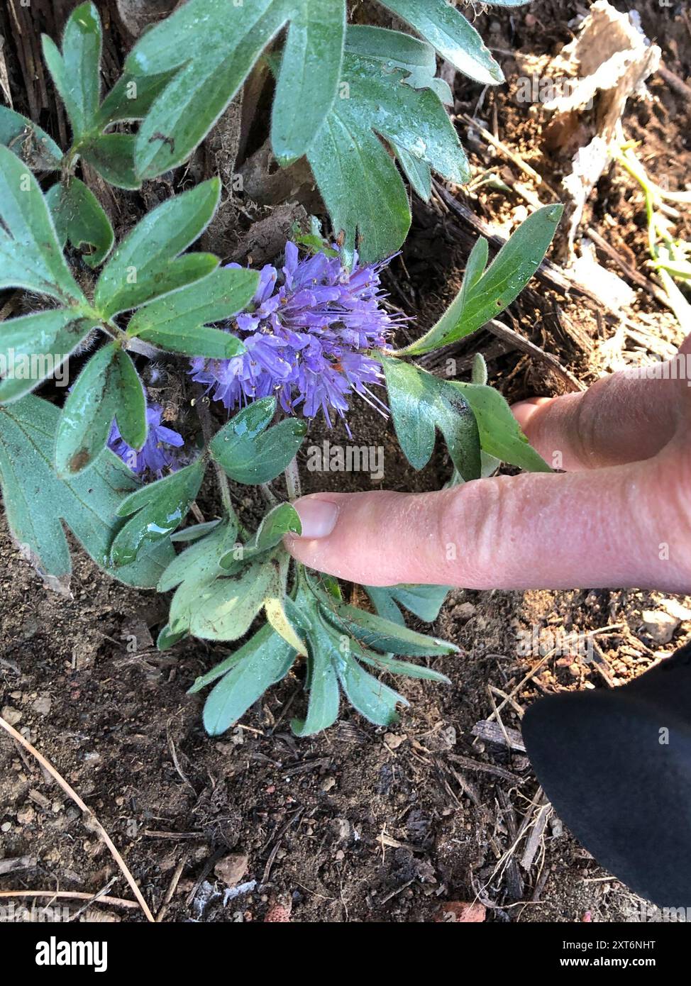 alpine waterleaf (Hydrophyllum alpestre) Plantae Stock Photo - Alamy