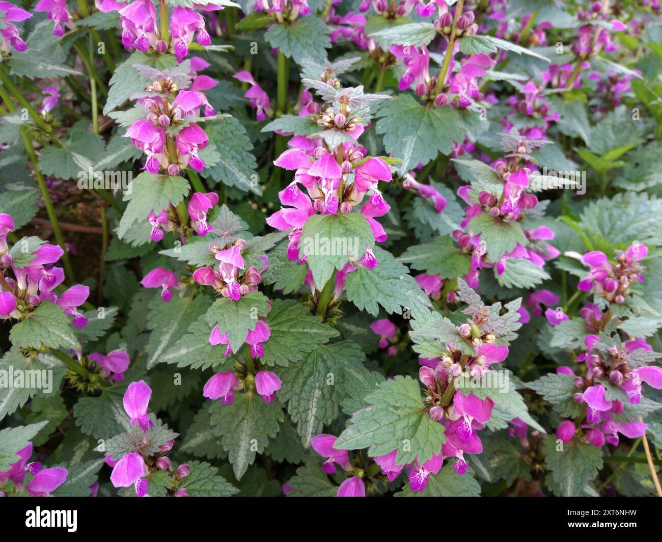 Spotted deadnettle (Lamium maculatum) Plantae Stock Photo - Alamy