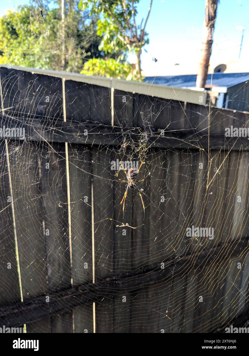 Tiger Spider (Trichonephila plumipes) Arachnida Stock Photo - Alamy
