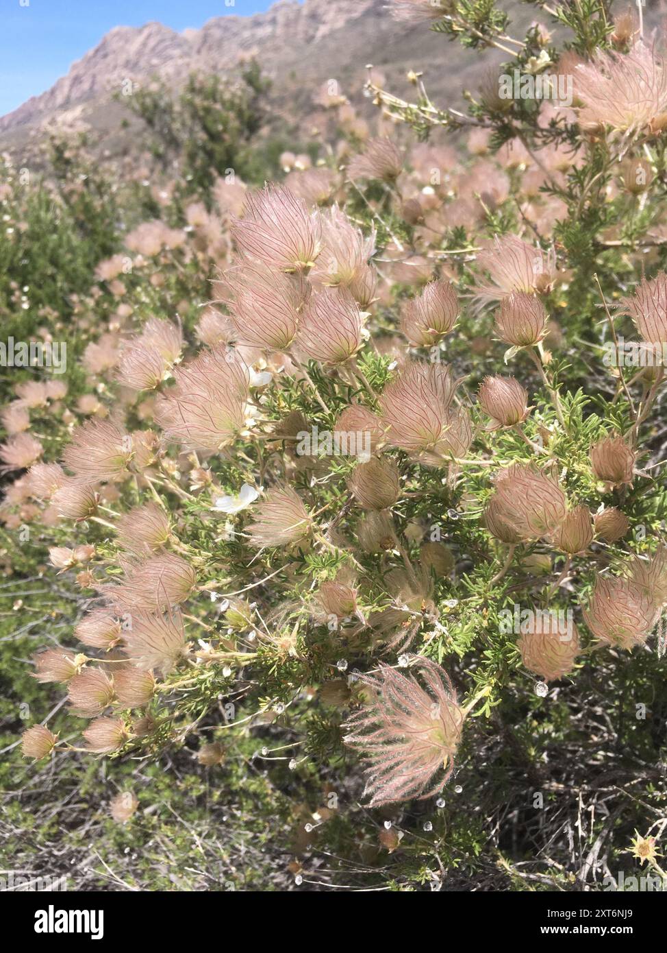 Apache plume (Fallugia paradoxa) Plantae Stock Photo - Alamy