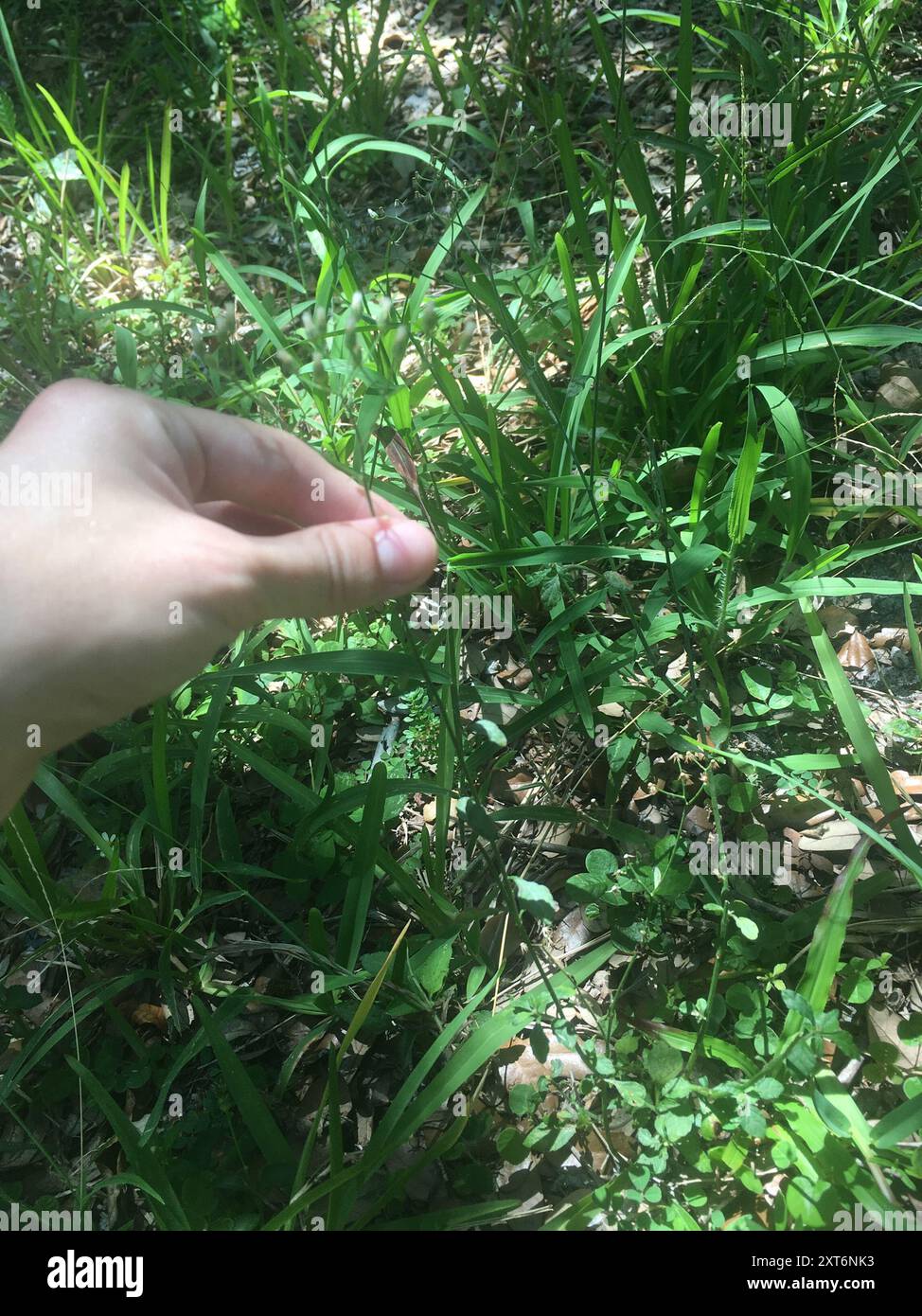 little ironweed (Cyanthillium cinereum) Plantae Stock Photo - Alamy