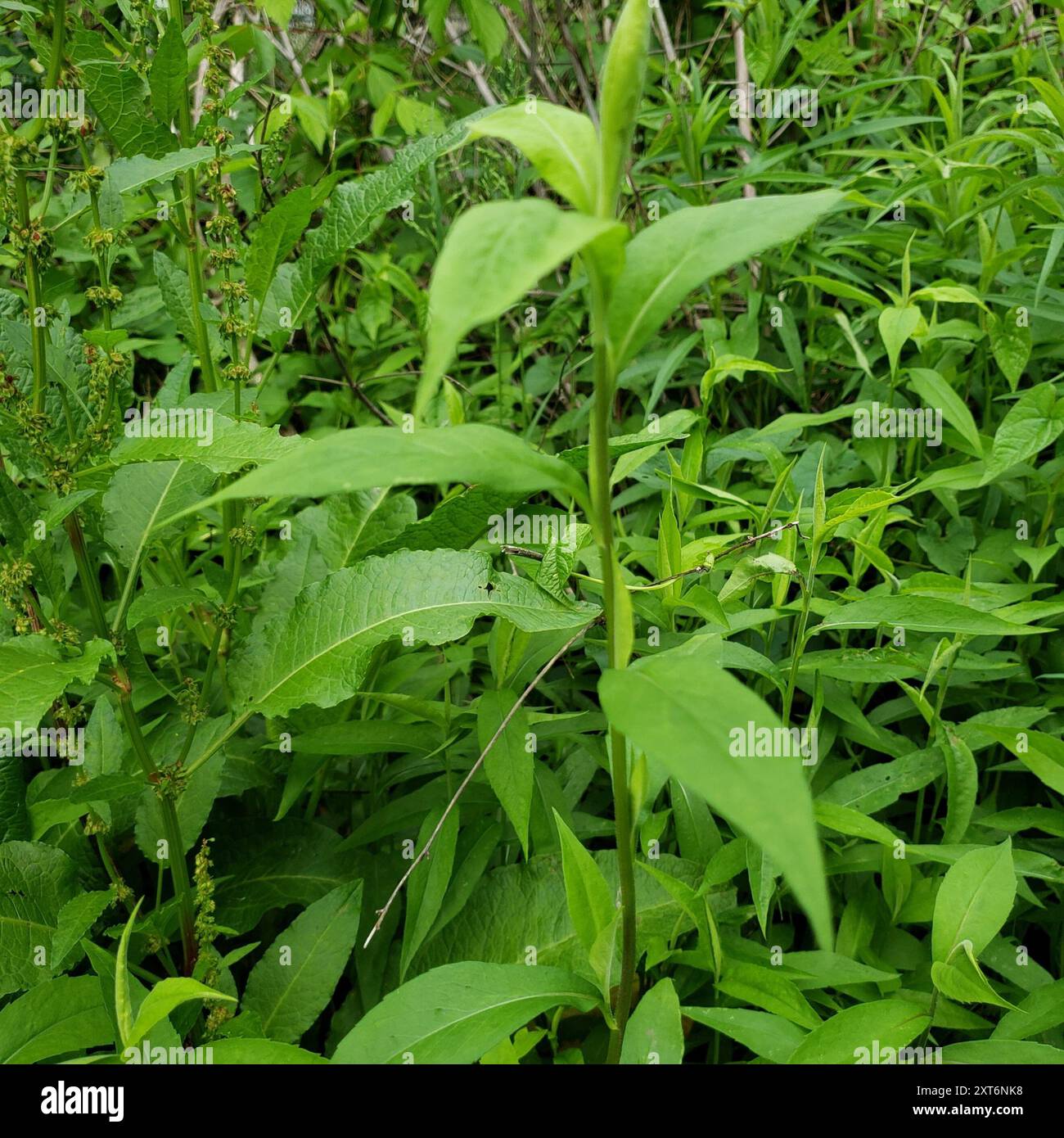 plants (Plantae) Plantae Stock Photo - Alamy