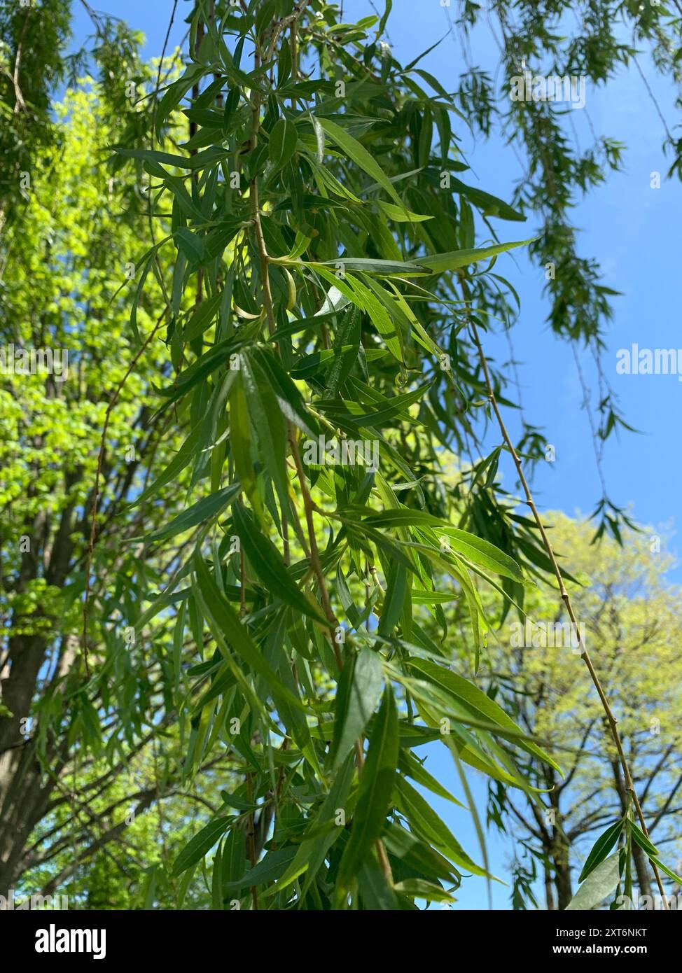 Willows (Salix) Plantae Stock Photo - Alamy