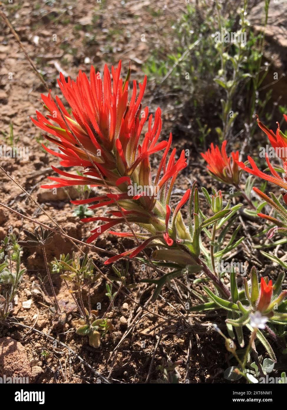 Zion Indian paintbrush (Castilleja scabrida scabrida) Plantae Stock ...