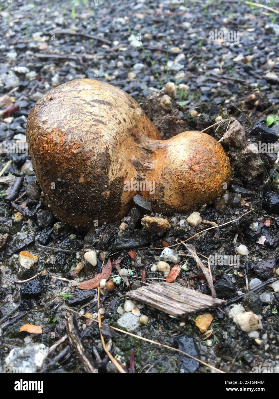 Dyeball (Pisolithus arhizus) Fungi Stock Photo - Alamy