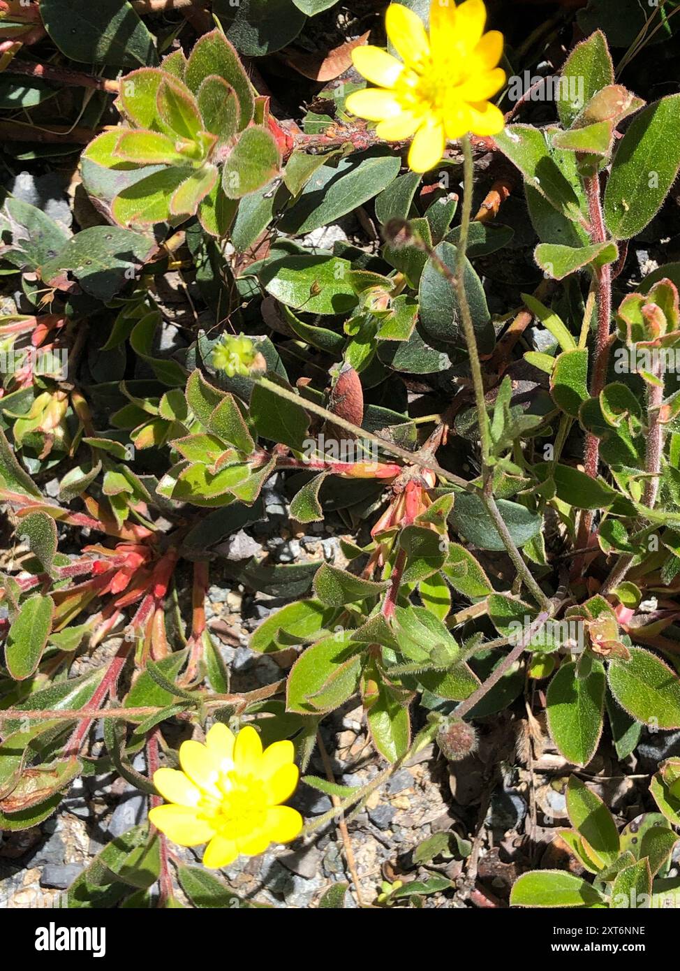 California buttercup (Ranunculus californicus) Plantae Stock Photo - Alamy