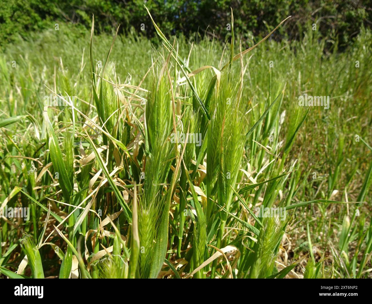 wall barley (Hordeum murinum) Plantae Stock Photo - Alamy
