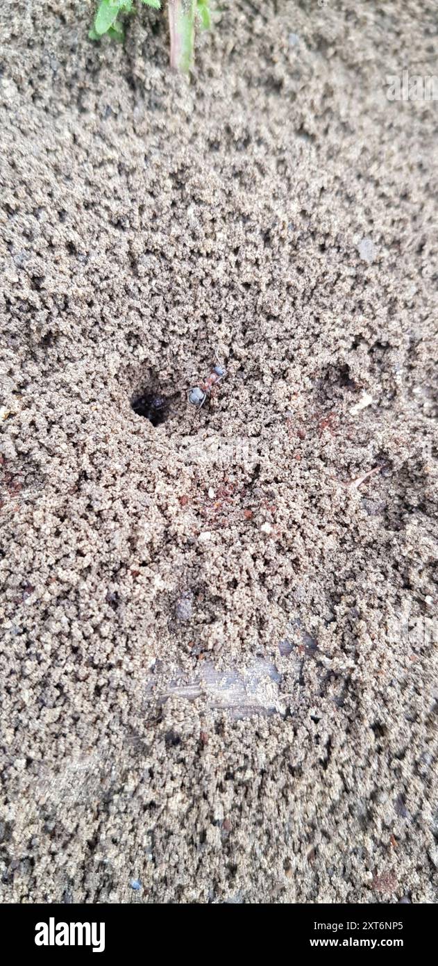 Wood, Mound, and Field Ants (Formica) Insecta Stock Photo - Alamy