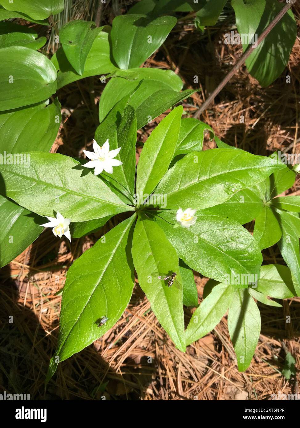 northern starflower (Lysimachia borealis) Plantae Stock Photo - Alamy