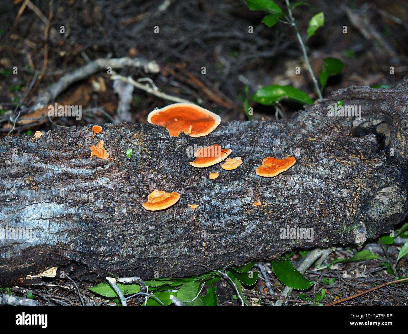 Southern Cinnabar Polypore (Trametes coccinea) Fungi Stock Photo - Alamy