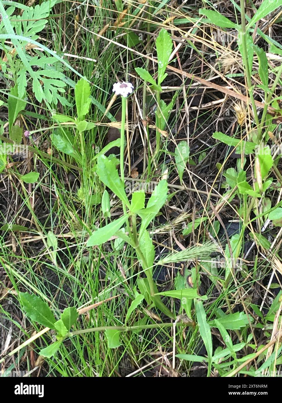turkey tangle frogfruit (Phyla nodiflora) Plantae Stock Photo - Alamy