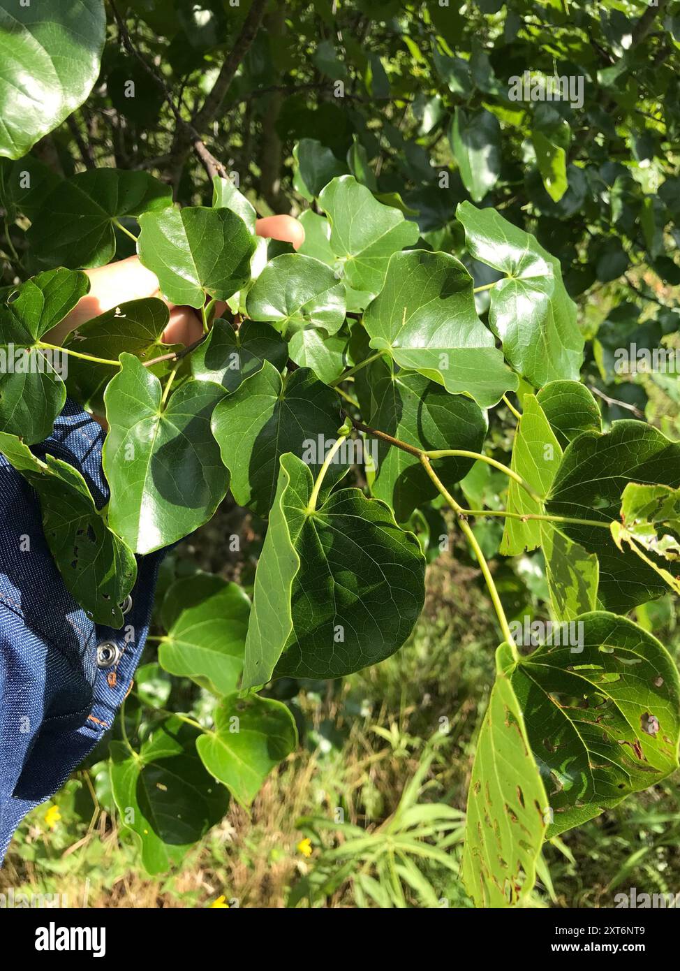 Texas redbud (Cercis canadensis texensis) Plantae Stock Photo - Alamy