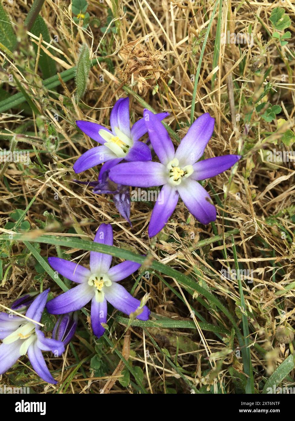 Dwarf Brodiaea (Brodiaea terrestris) Plantae Stock Photo - Alamy