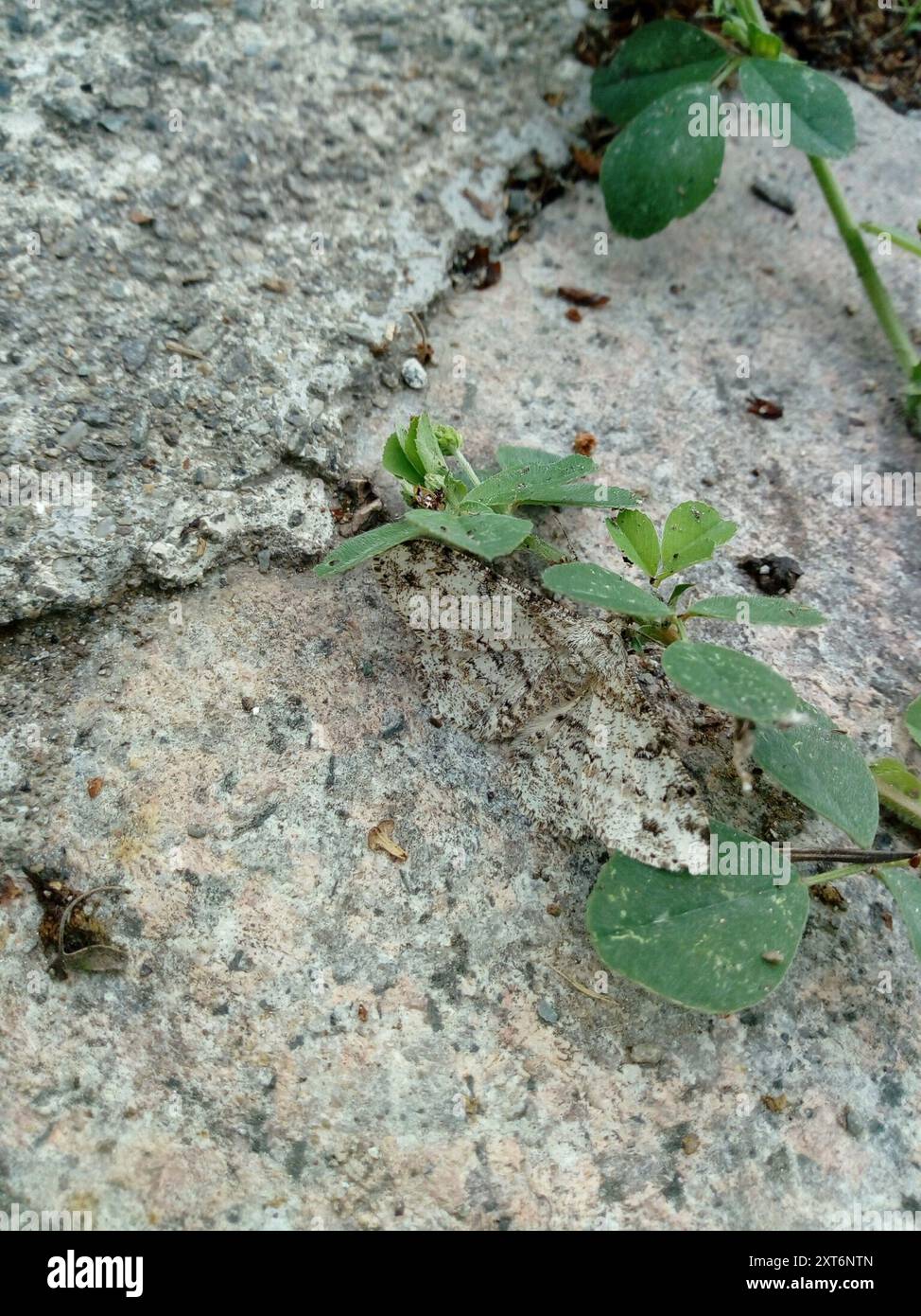 Ascotis hi-res stock photography and images - Alamy