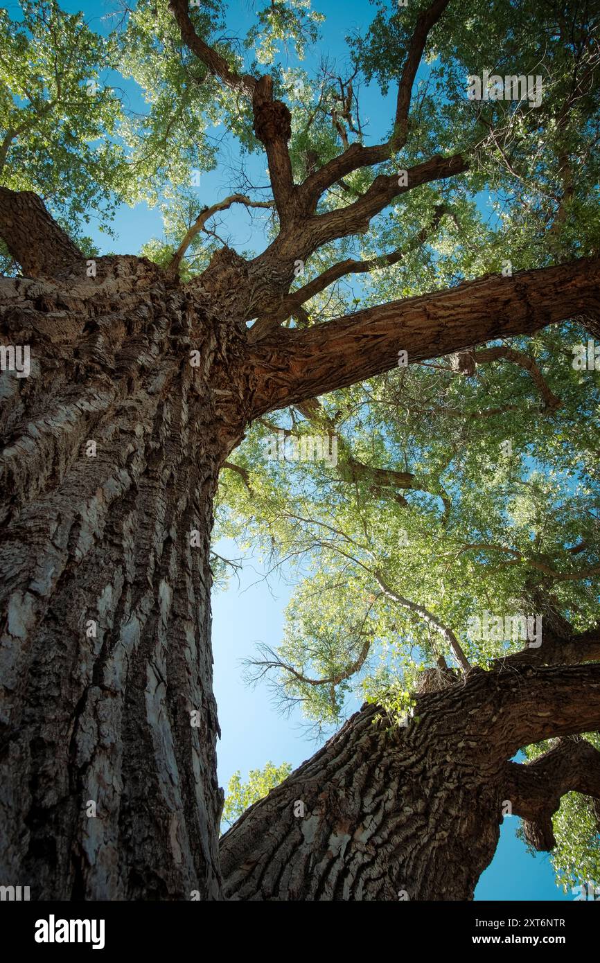 Looking up at a tall cottonwood tree in Sedona Arizona Stock Photo - Alamy