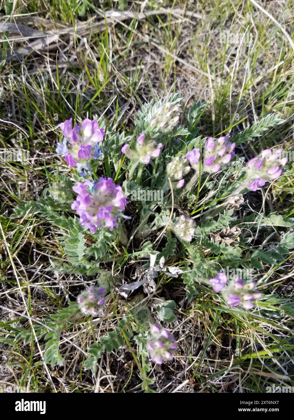 Lambert's Locoweed (Oxytropis lambertii) Plantae Stock Photo - Alamy
