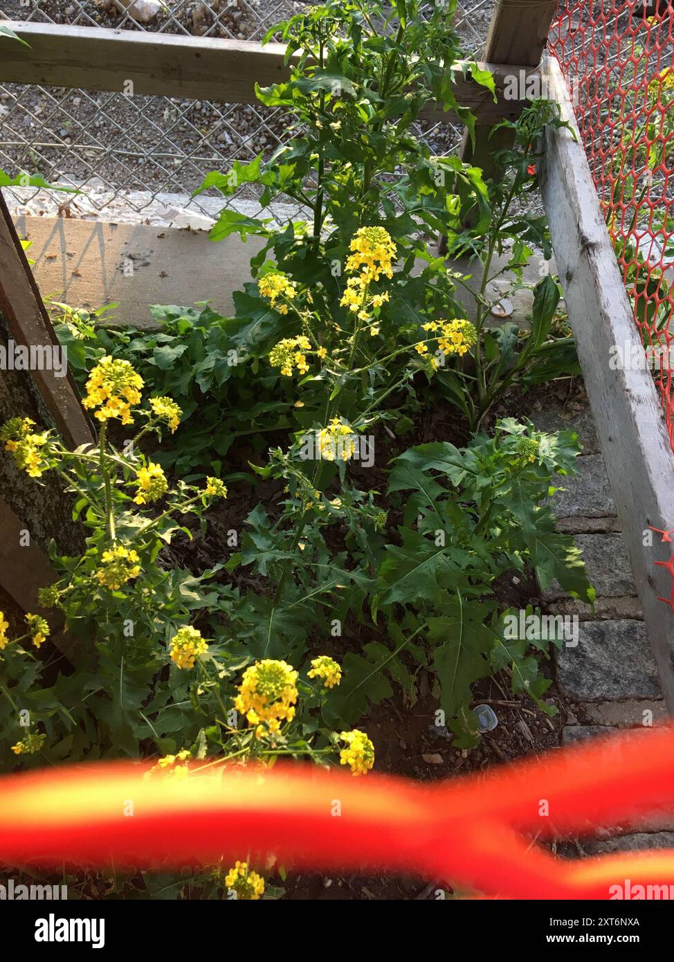 False London-rocket (Sisymbrium loeselii) Plantae Stock Photo - Alamy