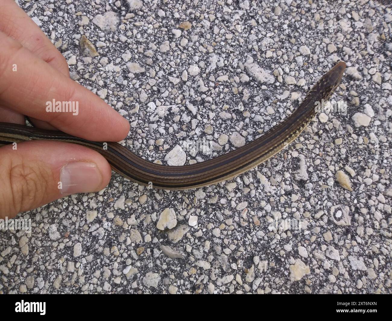 Island Glass Lizard (Ophisaurus compressus) Reptilia Stock Photo - Alamy