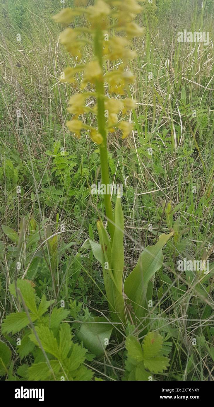 Small-dotted Orchid (Orchis punctulata) Plantae Stock Photo - Alamy