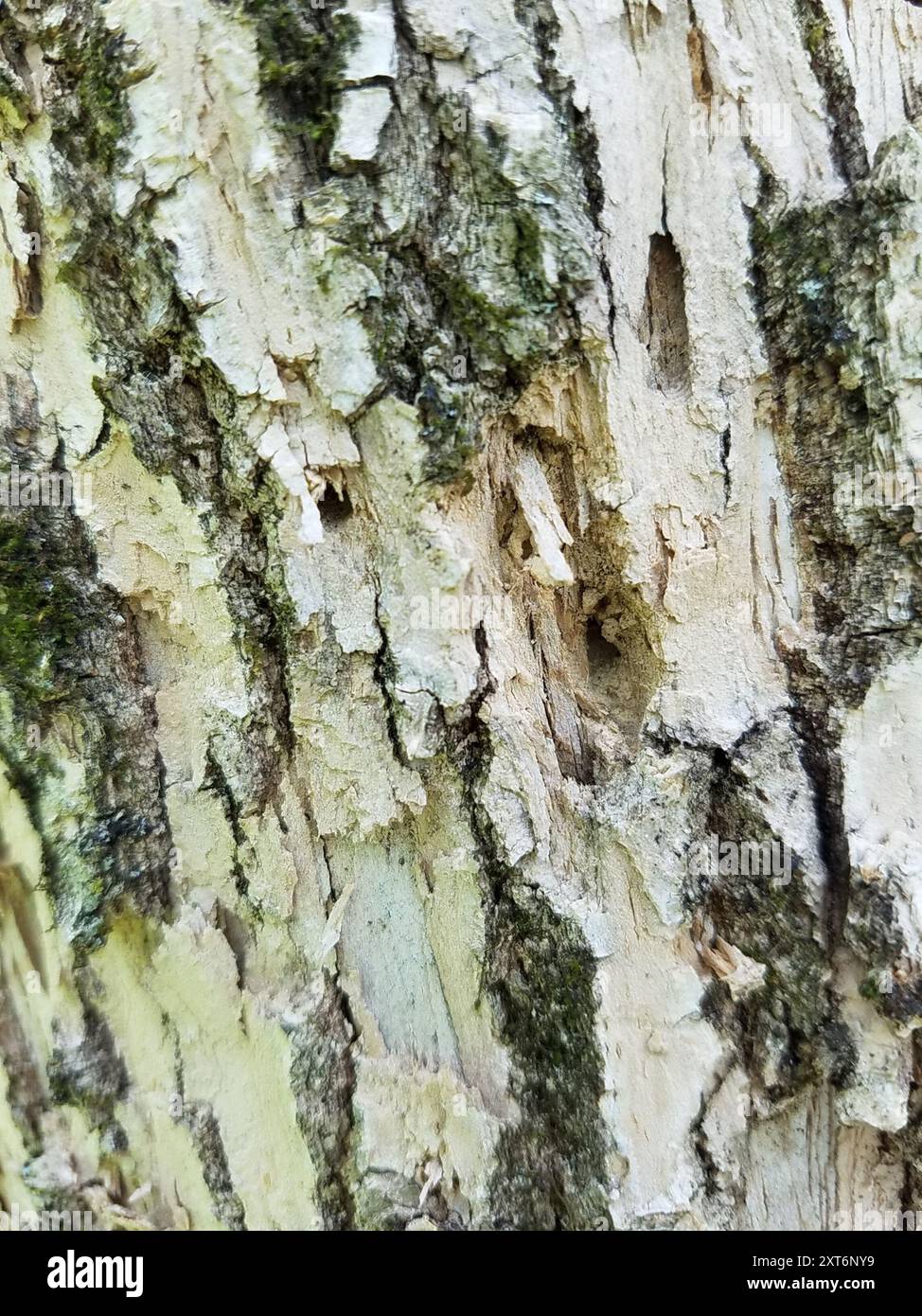 Emerald Ash Borer (Agrilus planipennis) Insecta Stock Photo - Alamy