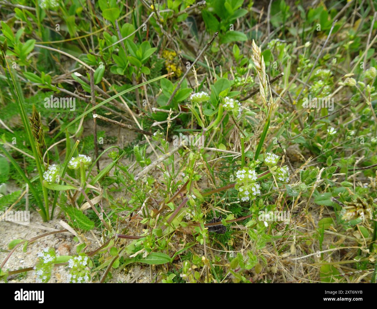 common cornsalad (Valerianella locusta) Plantae Stock Photo - Alamy