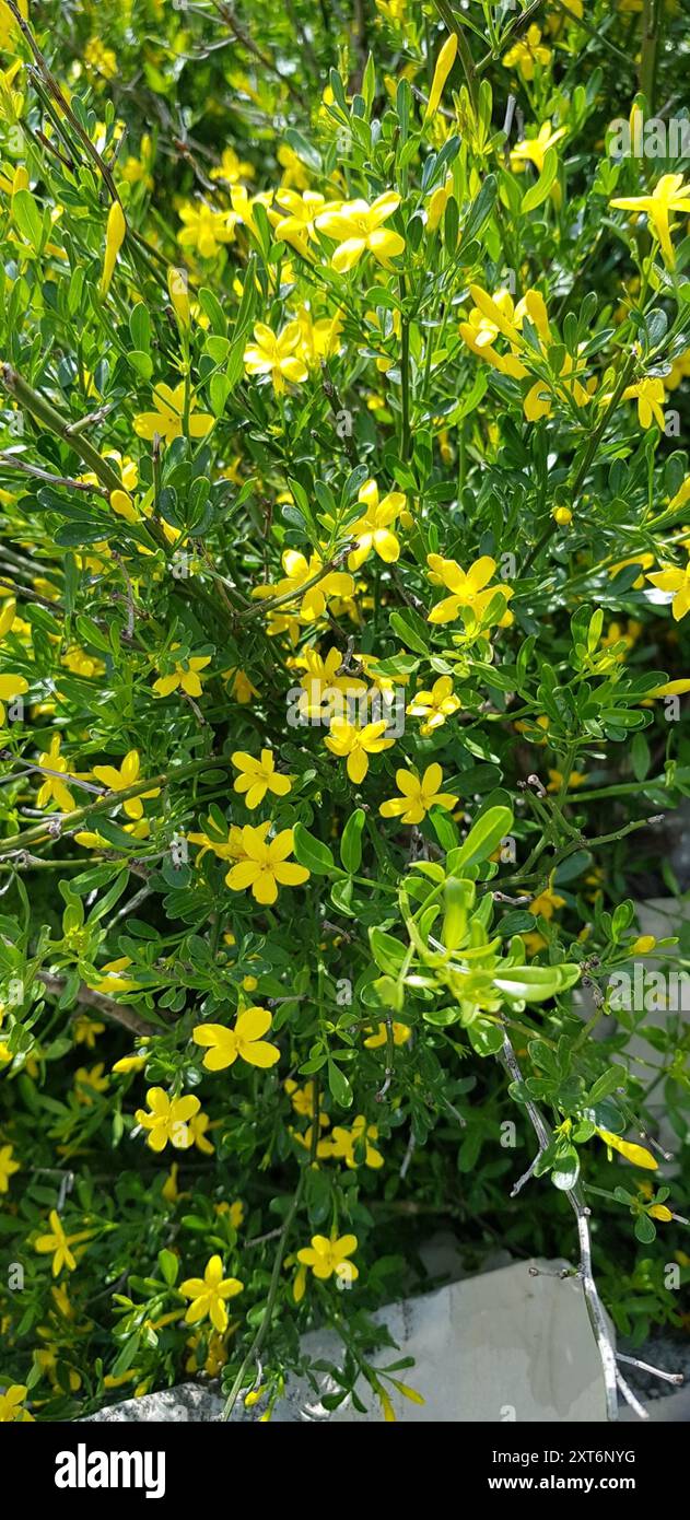 Wild Jasmine (Chrysojasminum fruticans) Plantae Stock Photo - Alamy